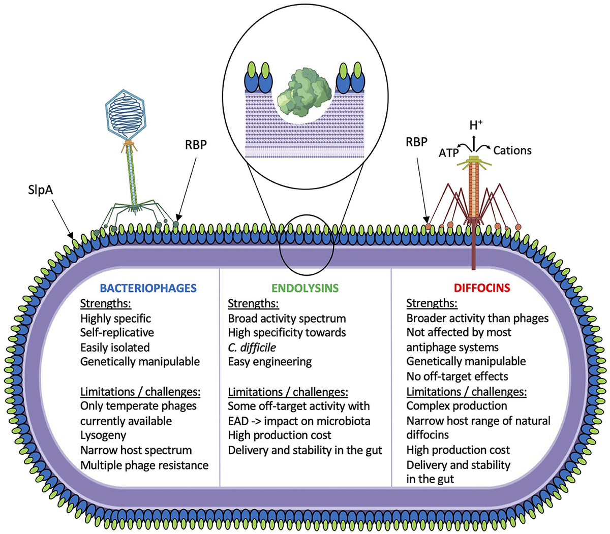 Frontiers | The long and sinuous road to phage-based therapy of ...