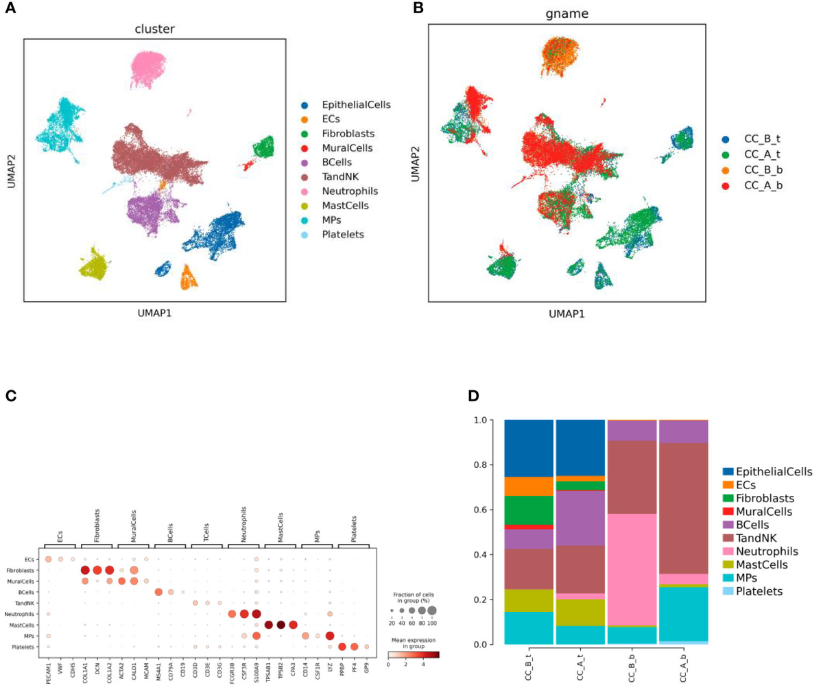 Frontiers | Chemical immune conization of precancerous cervical lesions ...