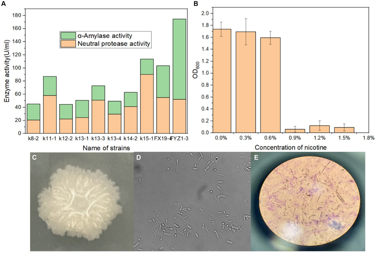 Frontiers | Isolation of starch and protein degrading strain Bacillus ...