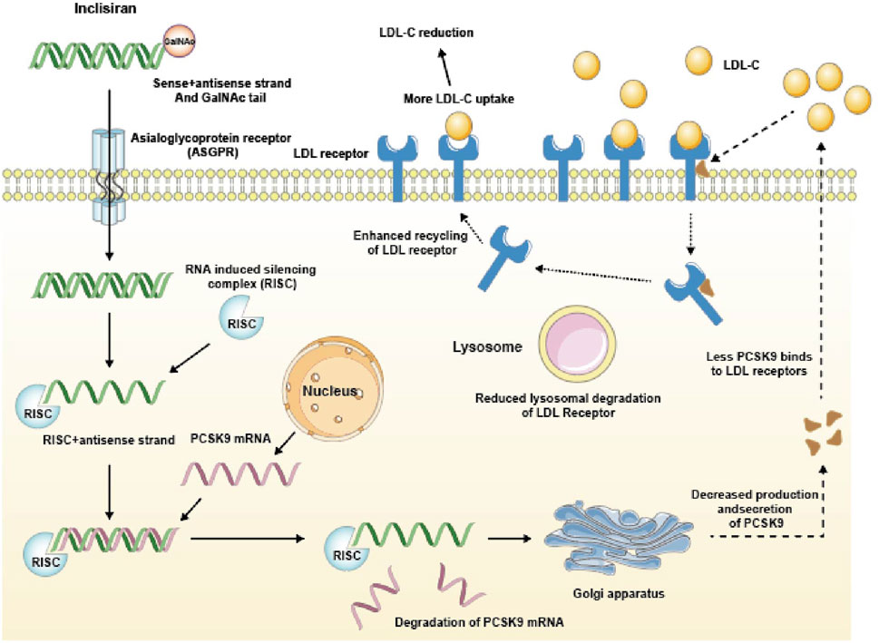 Frontiers | Inclisiran: a new generation of lipid-lowering siRNA ...