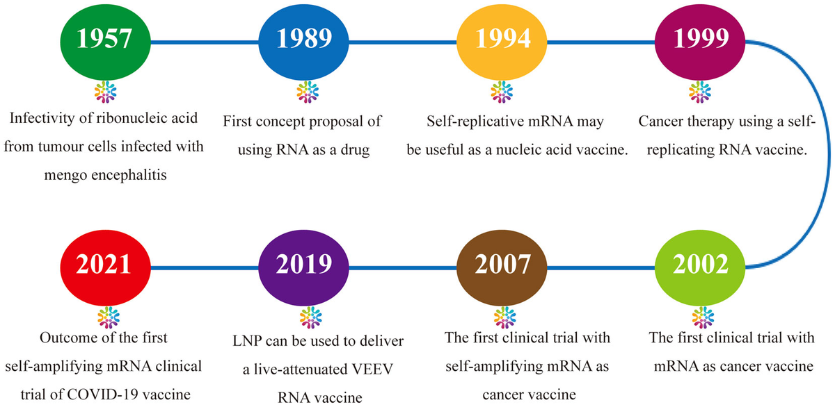 Frontiers | Amplifying mRNA vaccines: potential versatile magicians for ...
