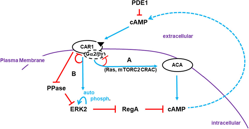 Frontiers | An integrated, cross-regulation pathway model involving ...