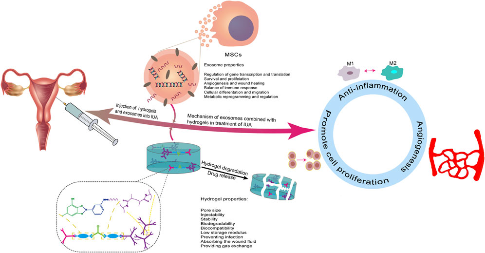 Frontiers | Treatment strategies for intrauterine adhesion: focus on ...