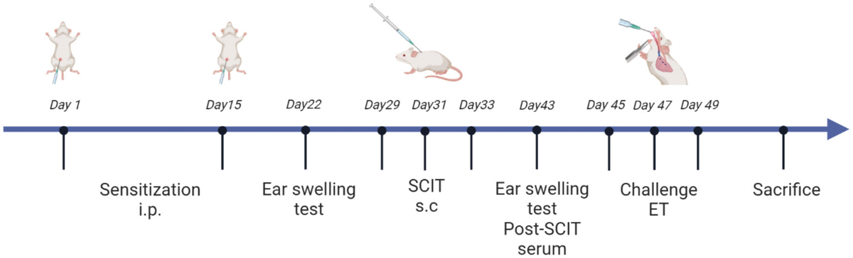 Frontiers | Allergen immunotherapy combined with Notch pathway ...