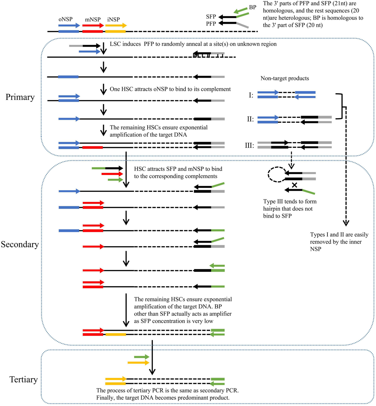 Frontiers | Fork PCR: a universal and efficient genome-walking tool