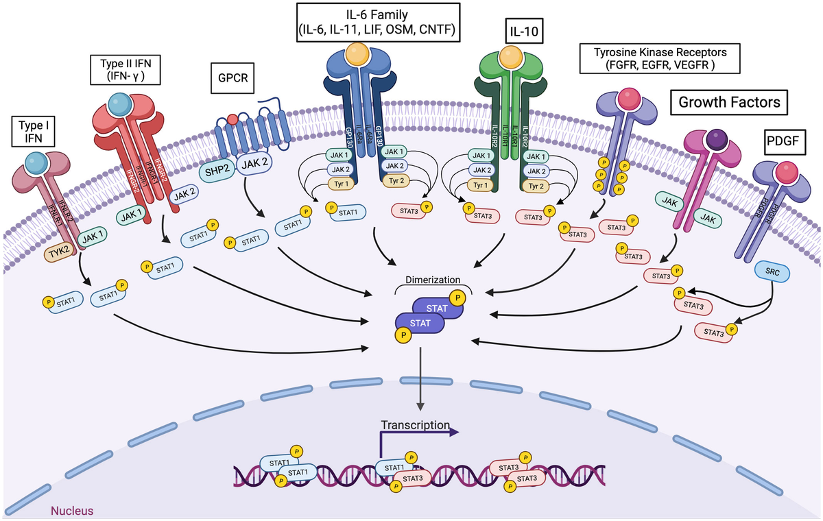 Frontiers | The complementary roles of STAT3 and STAT1 in cancer ...