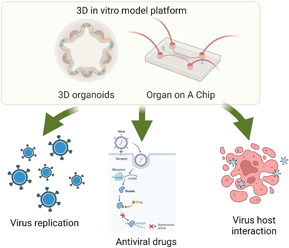 Frontiers | Editorial: 3D organoid and organ-on-a-chip and their applications for virology and ...