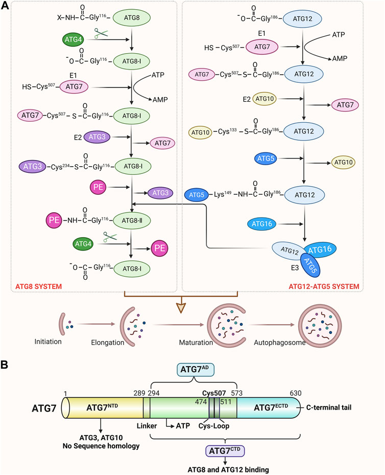 Frontiers | Role of ATG7-dependent non-autophagic pathway in angiogenesis
