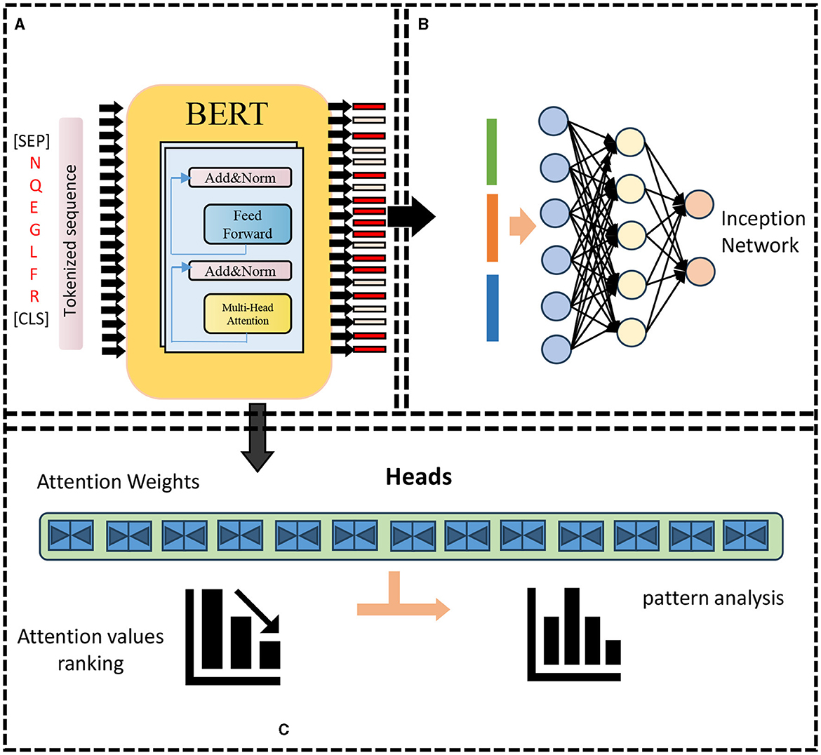 Frontiers | Integration of natural and deep artificial cognitive models in medical images: BERT ...