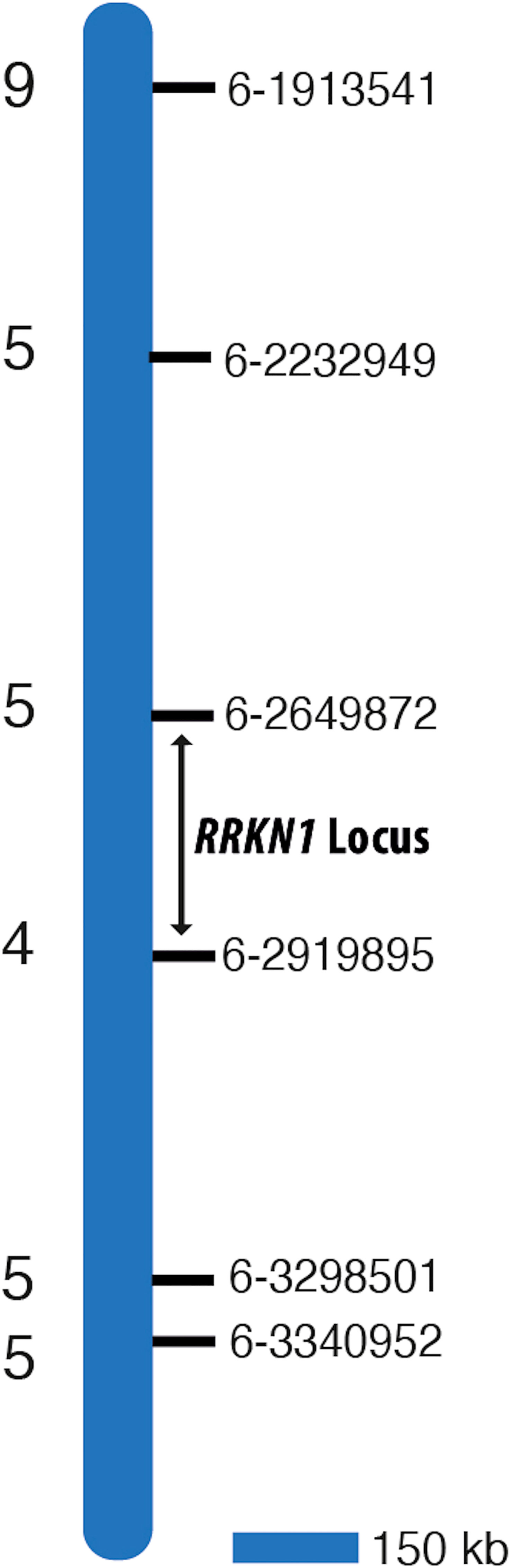 Frontiers | Mapping of the gene in tomato conferring resistance to root-knot nematodes at high ...