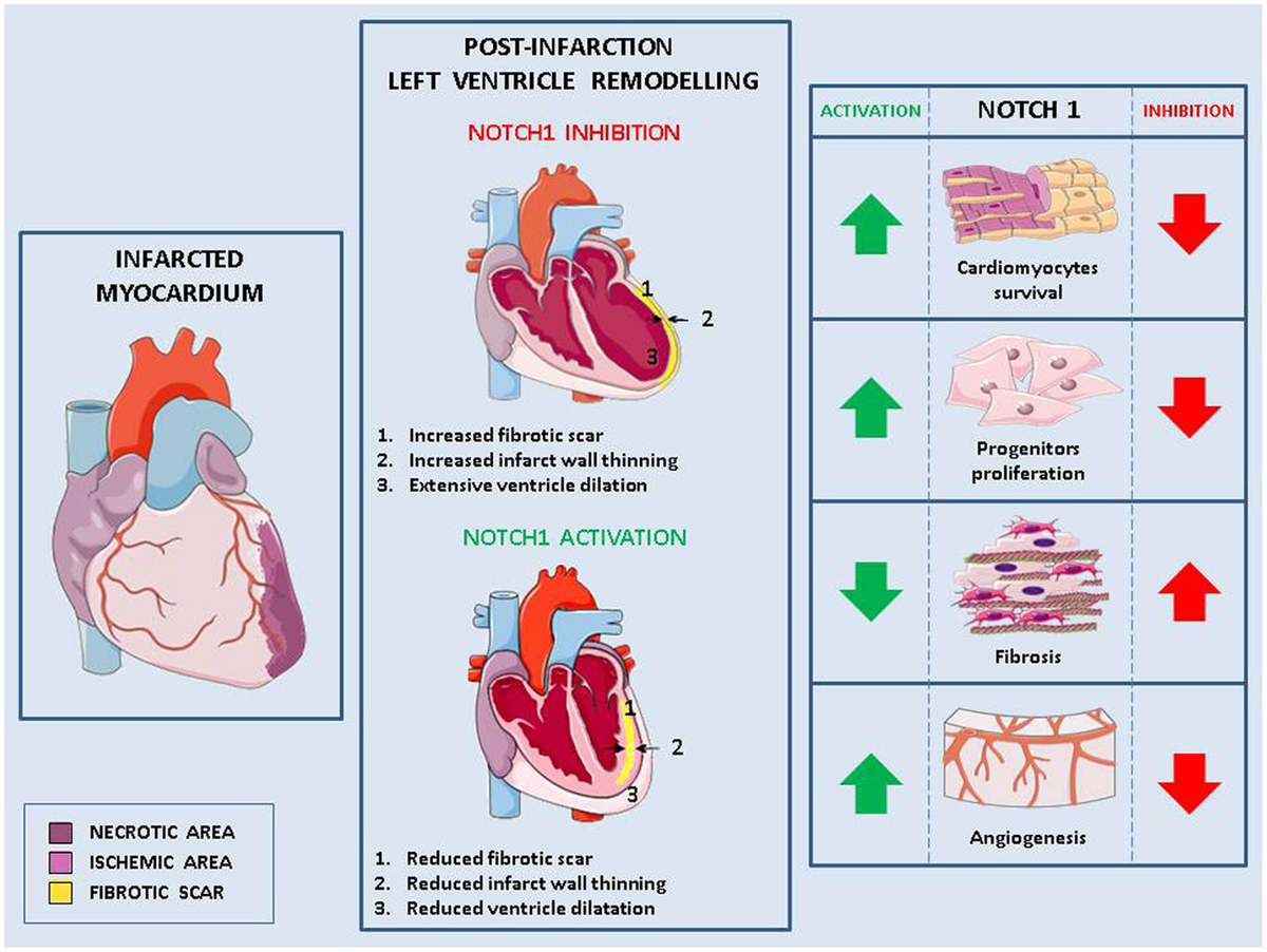 Frontiers | The Role of Notch in the Cardiovascular System: Potential ...