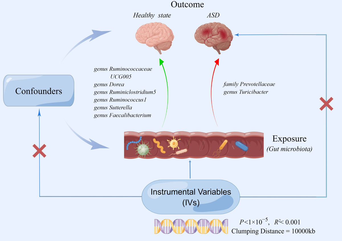 Frontiers | Gut microbiota and autism spectrum disorders: a ...