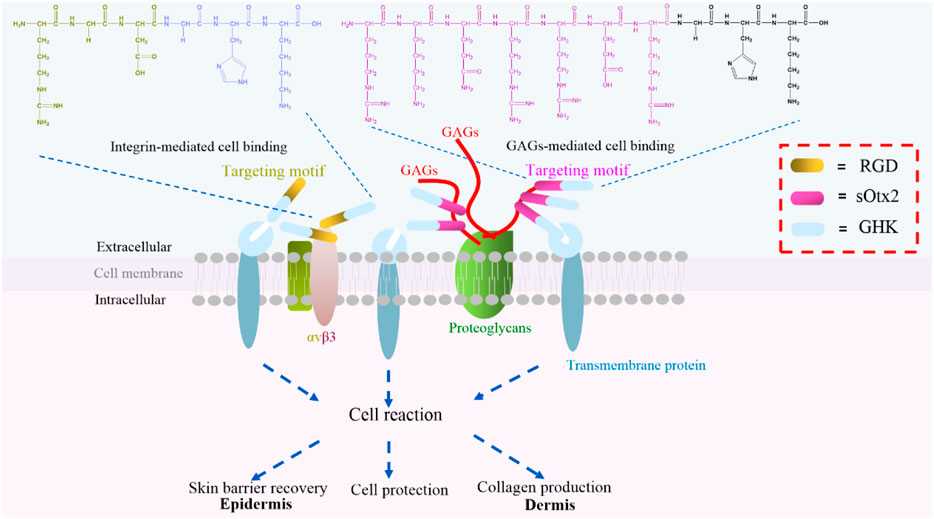 Frontiers | Role of peptide–cell surface interactions in cosmetic ...