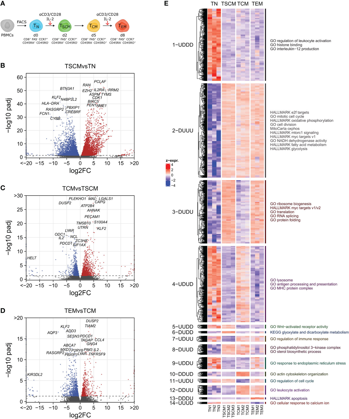 Frontiers | 13C tracer analysis reveals the landscape of metabolic ...