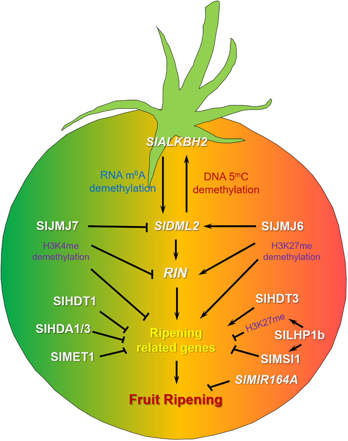 Frontiers | Epigenetic regulation in tomato fruit ripening