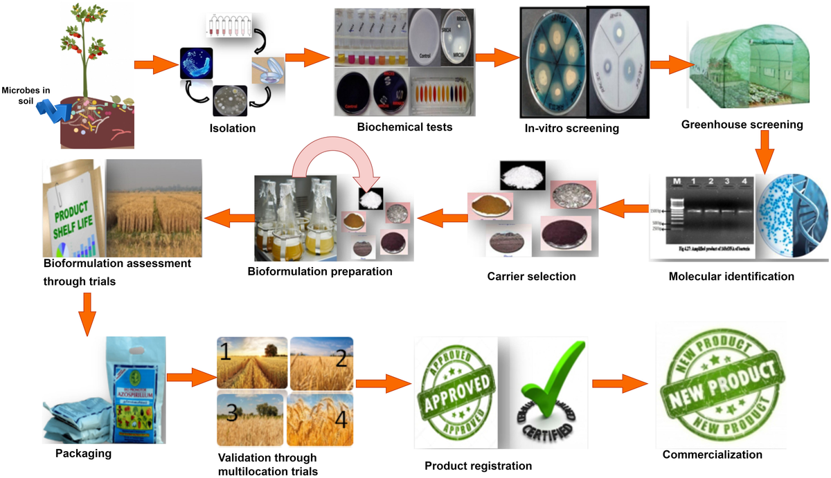 Frontiers | Microbial bioformulation: a microbial assisted ...