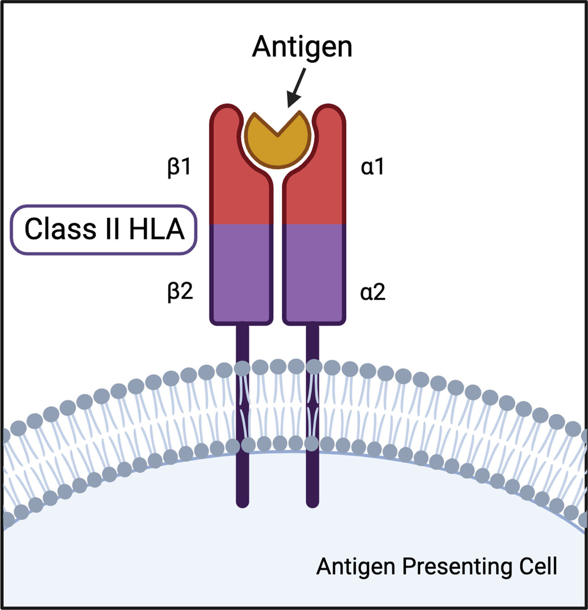 Frontiers | Important denominator between autoimmune comorbidities: a ...