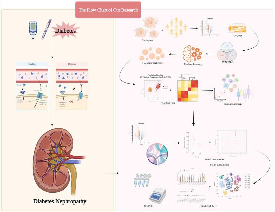 Frontiers | Identification of necroptosis-related features in diabetic ...