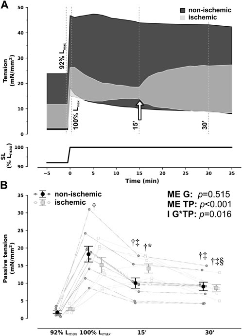 Frontiers | Myocardial stretch-induced compliance is abrogated under ...