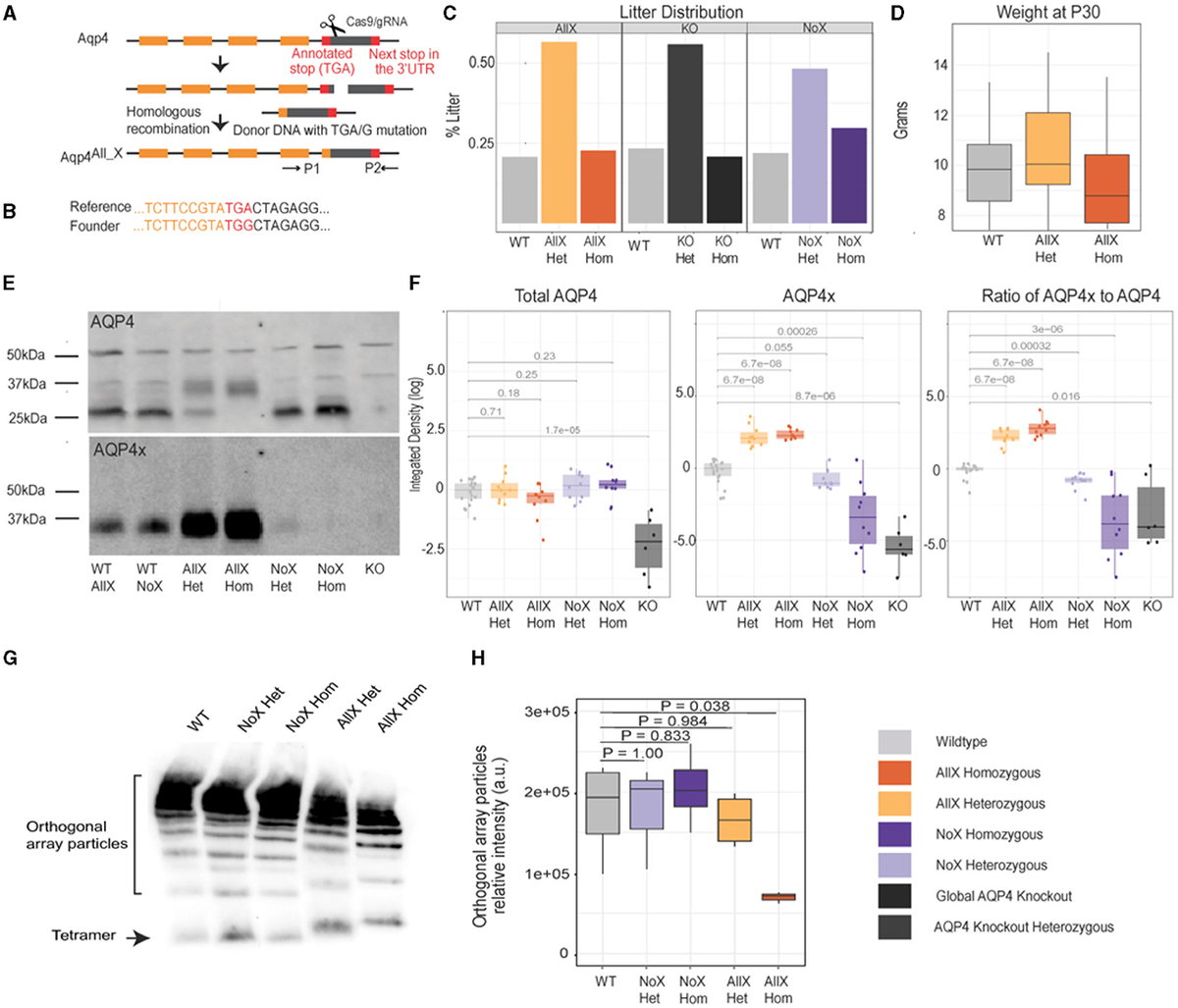 Frontiers | Evaluation of gliovascular functions of AQP4 readthrough ...
