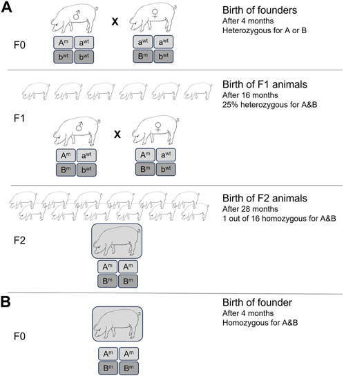 Frontiers | How genome editing changed the world of large animal research