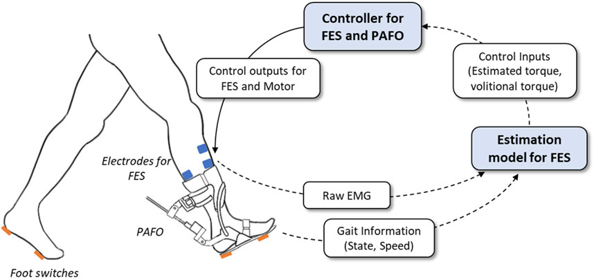 Frontiers | Machine-learning-based coordination of powered ankle–foot orthosis and functional ...