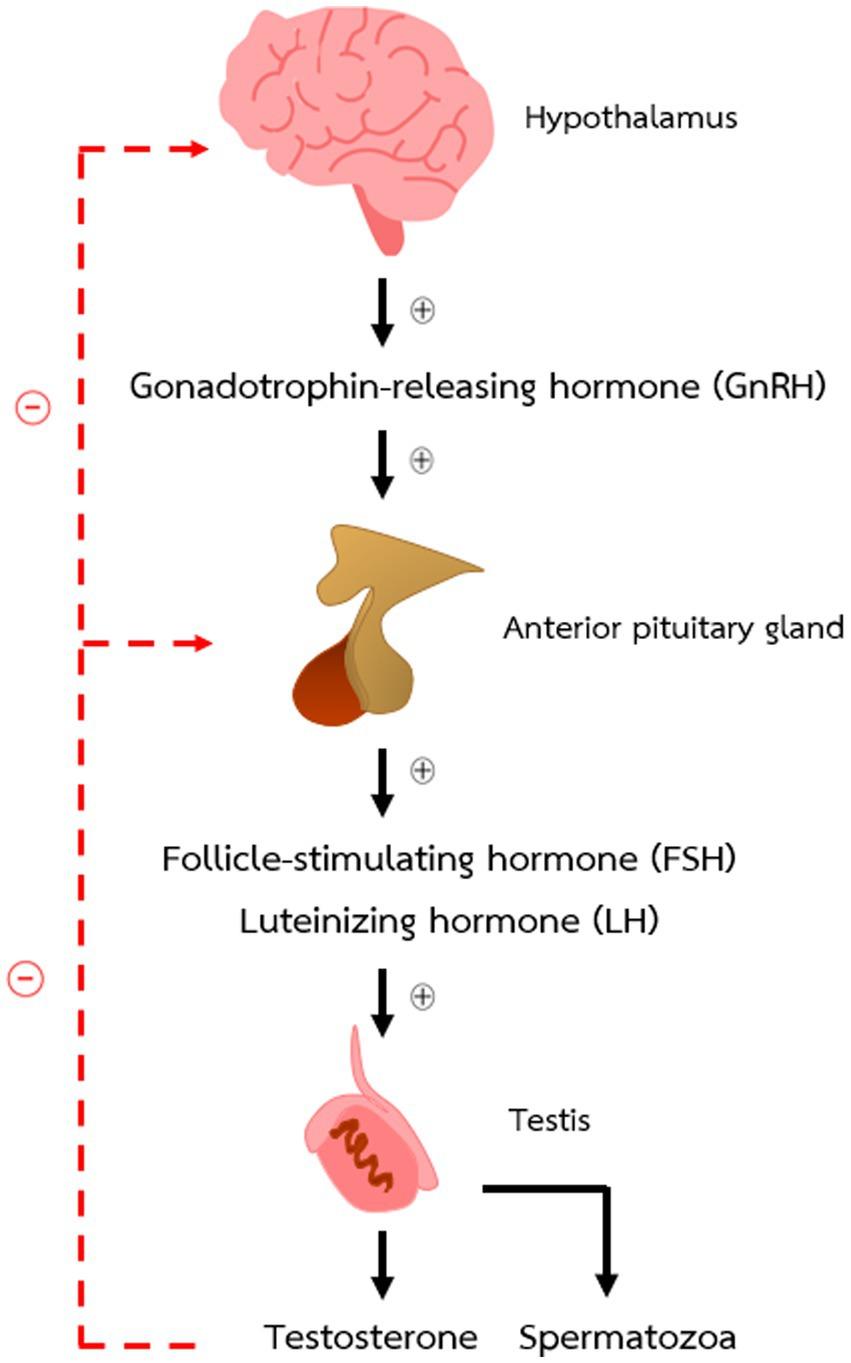 Frontiers | Male reproductive phenotypes of genetically altered ...