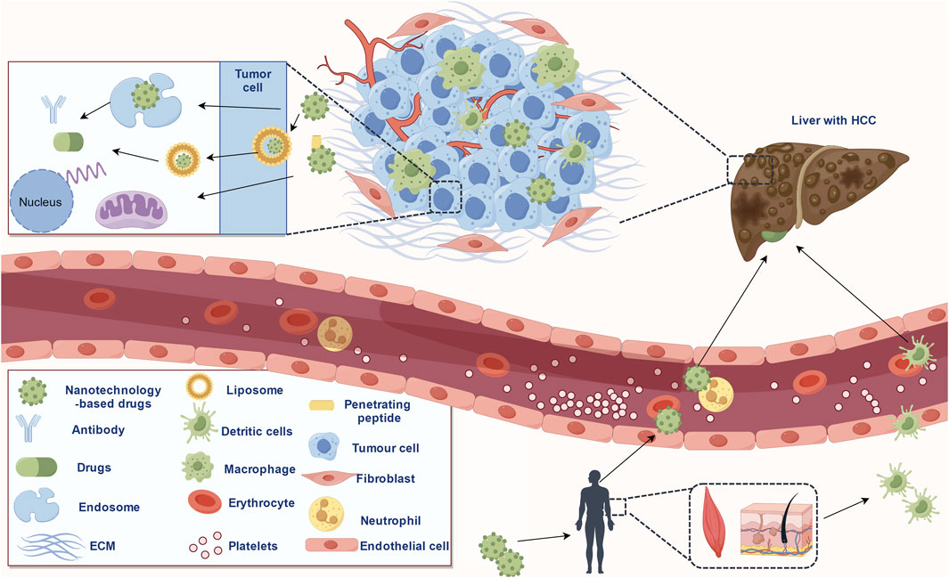 Frontiers | The improving strategies and applications of nanotechnology ...