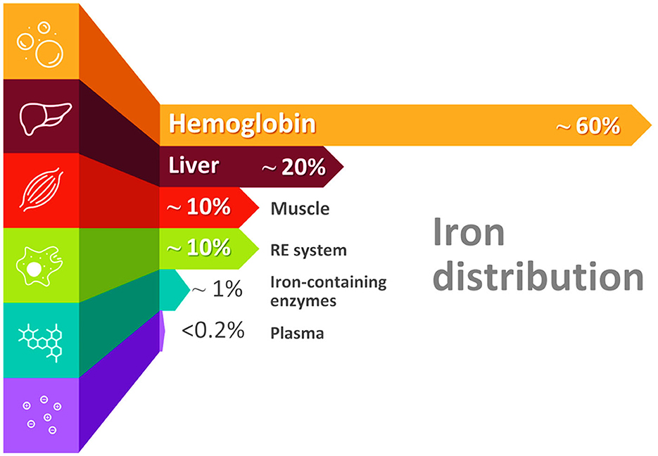 Frontiers | Oral manifestations of iron imbalance