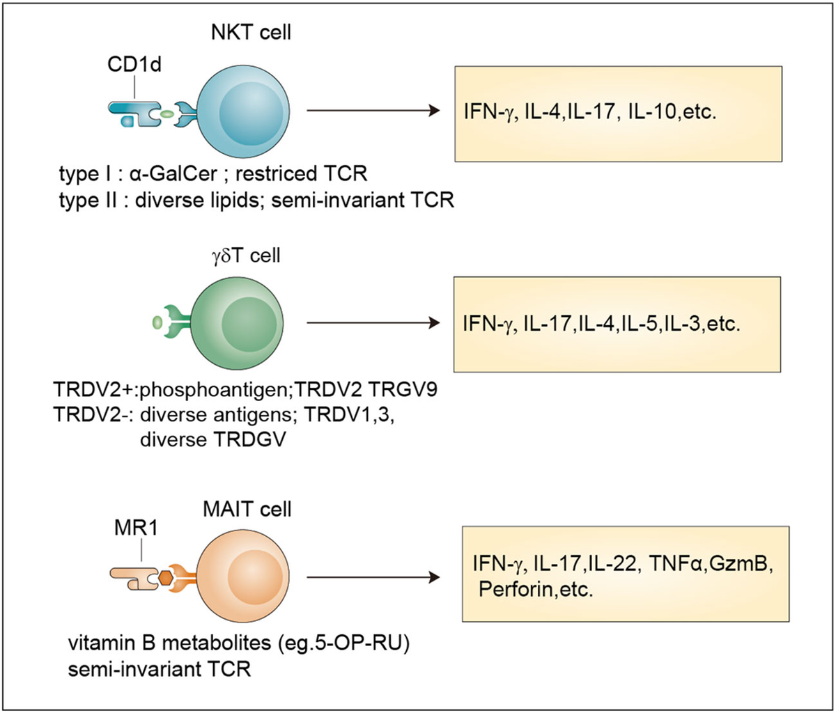 Frontiers | Unconventional T cells in brain homeostasis, injury and neurodegeneration