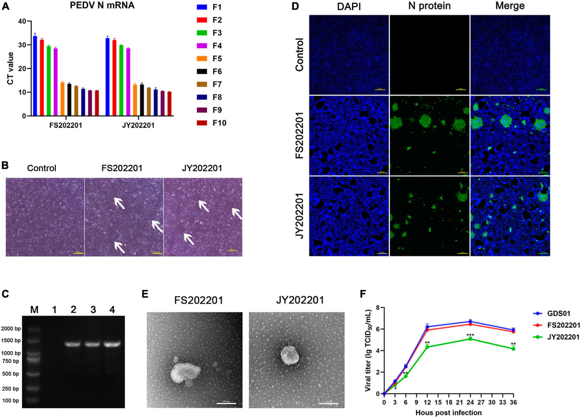 Frontiers | Isolation, identification, and pathogenicity of porcine ...