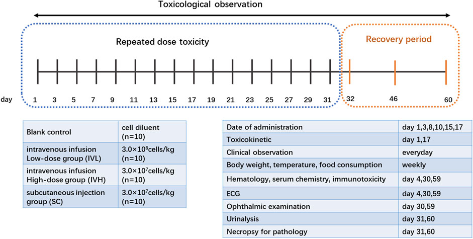 Frontiers | Repeat-dose toxicity study of human umbilical cord ...