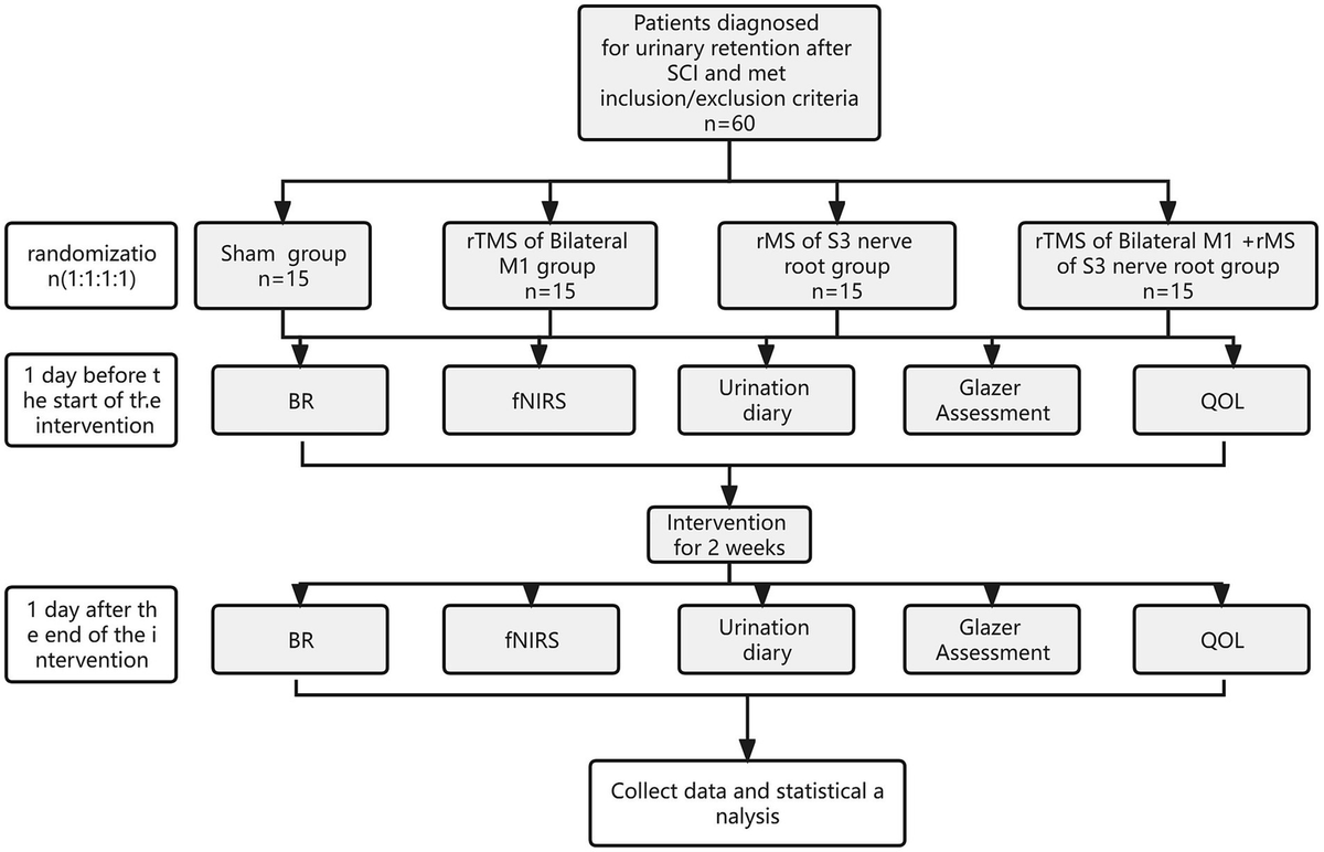 Frontiers | Effects of central-peripheral FMS on urinary retention ...