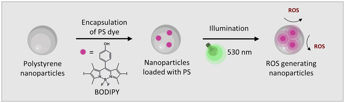 Frontiers | ROS generating BODIPY loaded nanoparticles for photodynamic eradication of biofilms