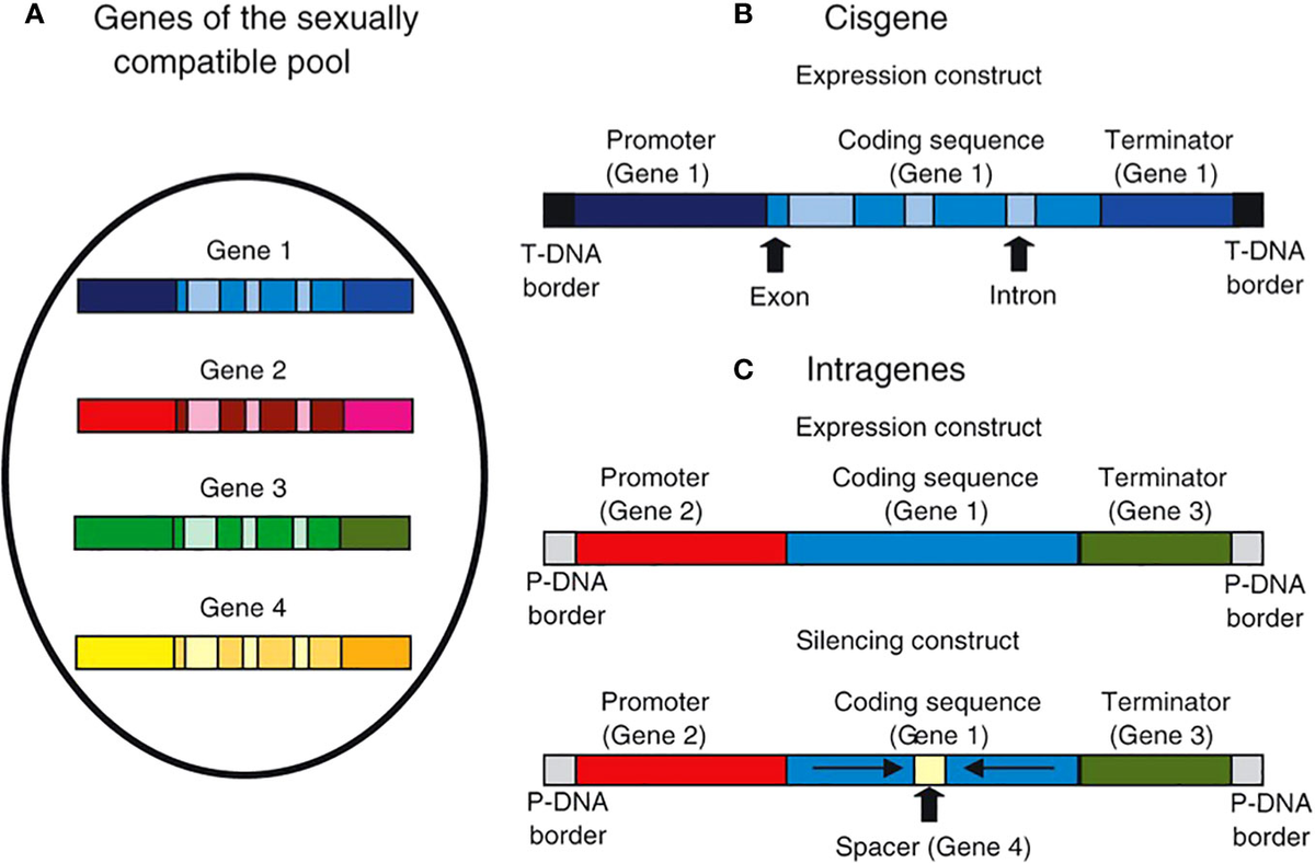 Frontiers | Cisgenics and intragenics: boon or bane for crop improvement