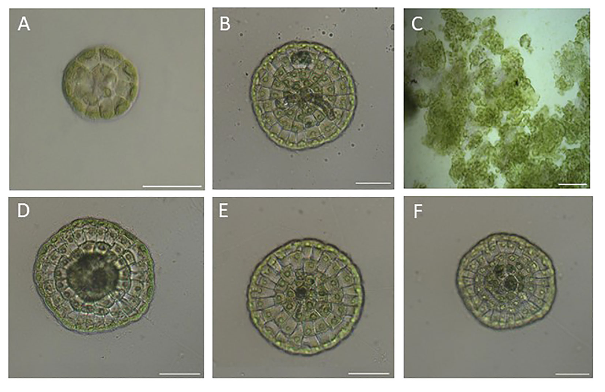 Frontiers | Cytokinin Response of the Streptophyte Alga Coleochaete ...