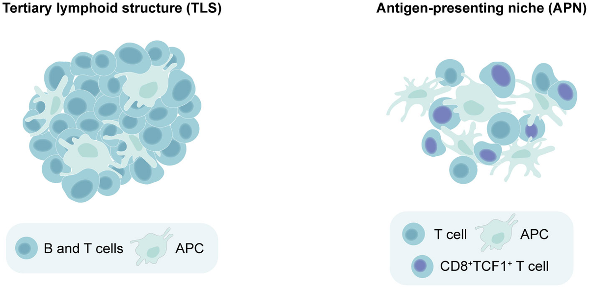Frontiers | Of mice and lymphoid aggregates: modeling tertiary lymphoid ...