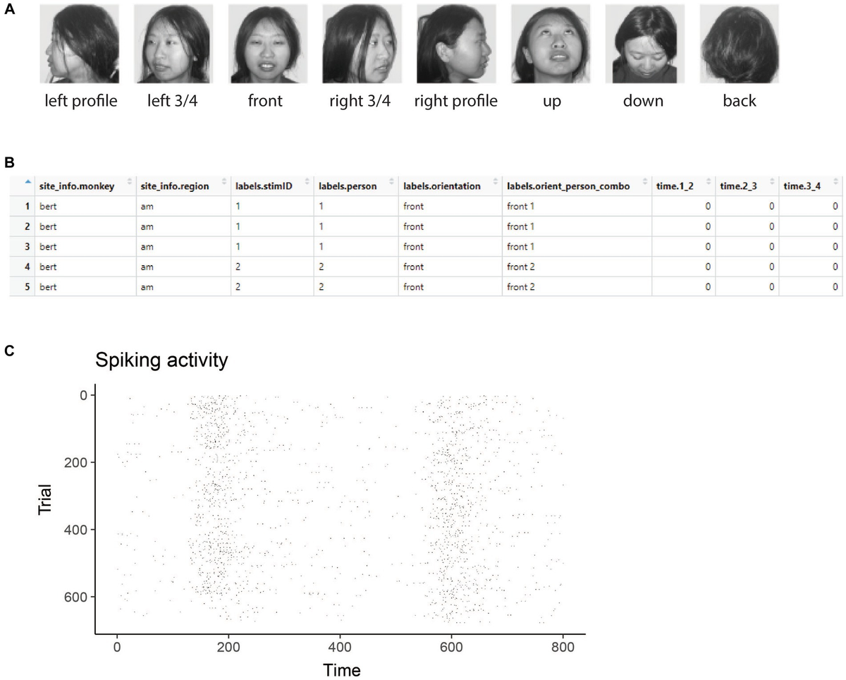 Frontiers | NeuroDecodeR: a package for neural decoding in R