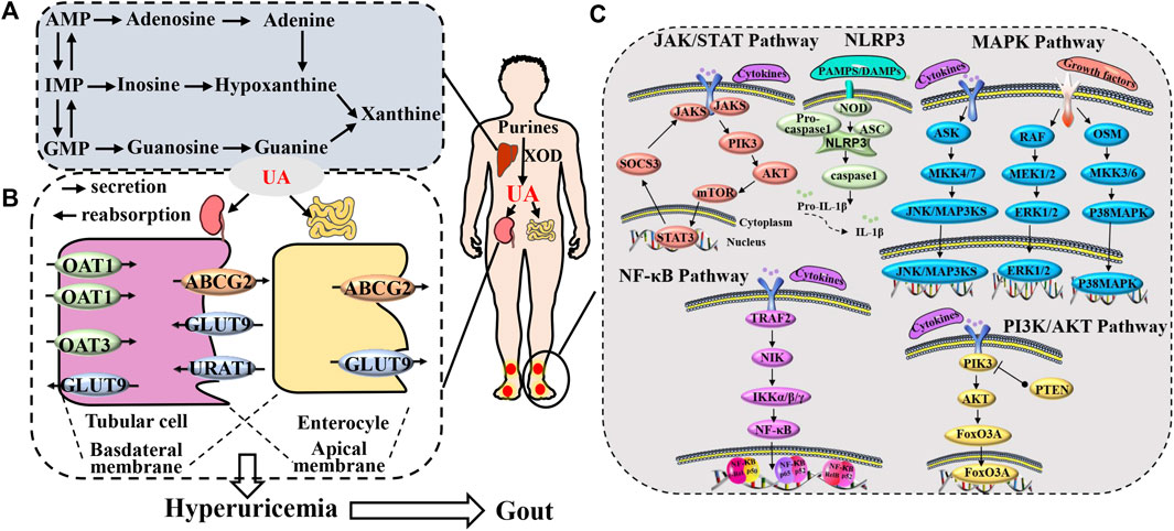 Frontiers | TCM and related active compounds in the treatment of gout ...