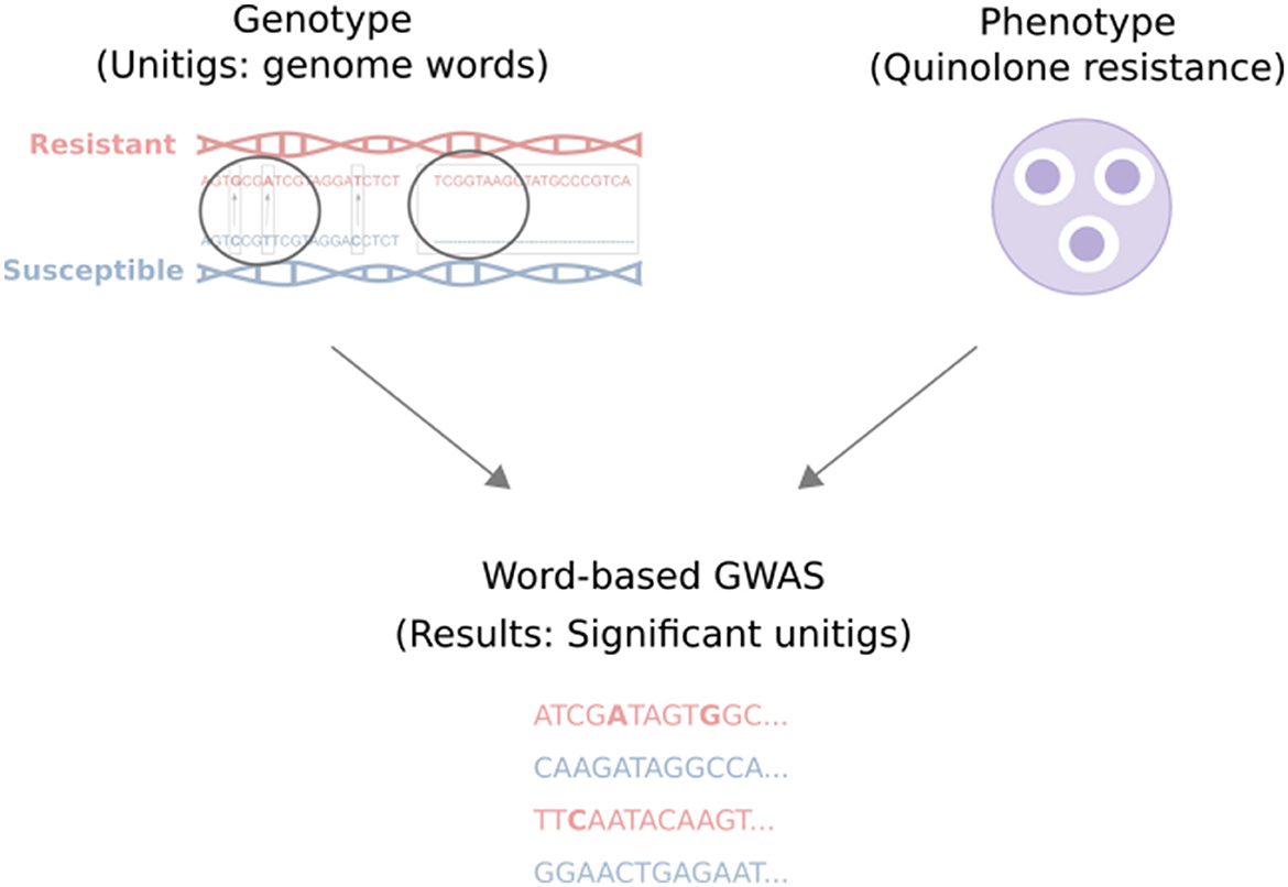 Frontiers | Word-based GWAS harnesses the rich potential of genomic ...