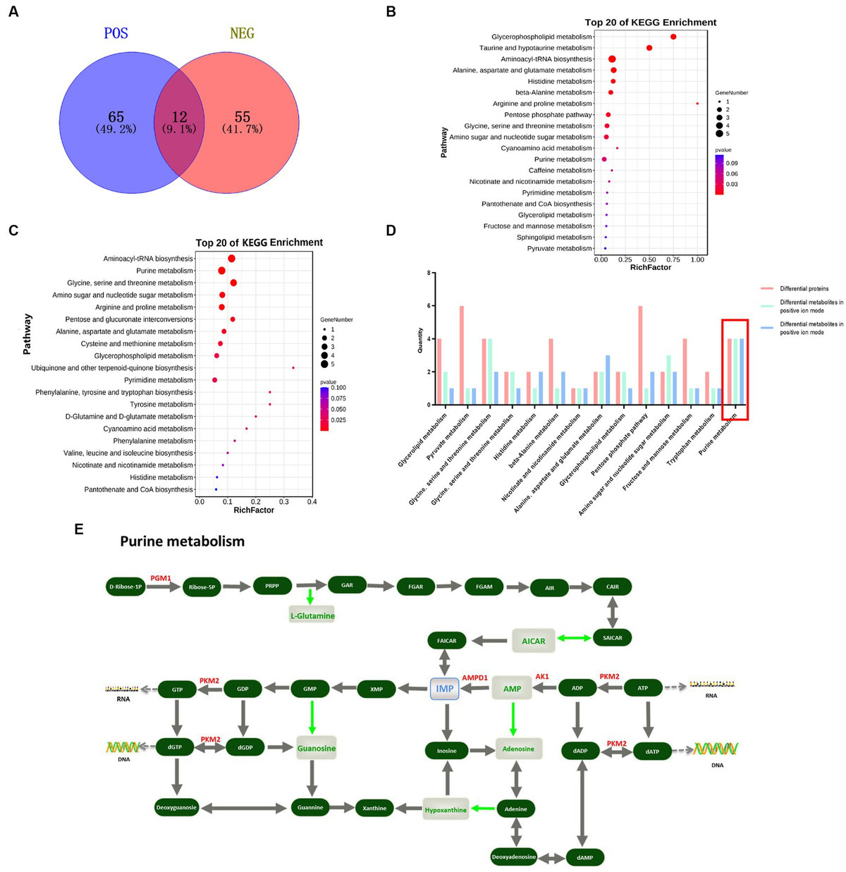 Frontiers | Functional identification of PGM1 in the regulating development and depositing of ...