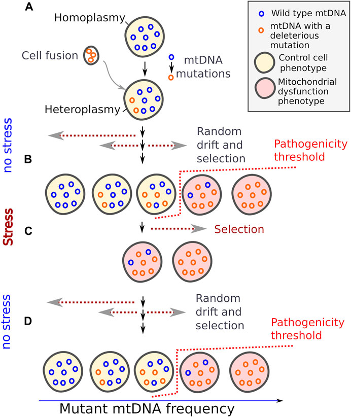 Frontiers | Mitochondrial heteroplasmy as a cause of cell-to-cell phenotypic heterogeneity in ...