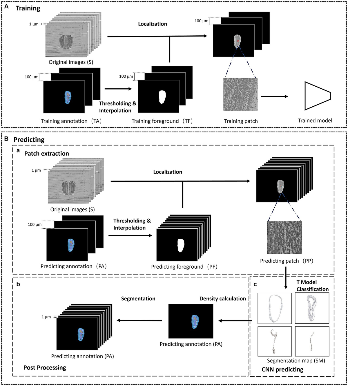 Frontiers | An interactive image segmentation method for the anatomical structures of the main ...