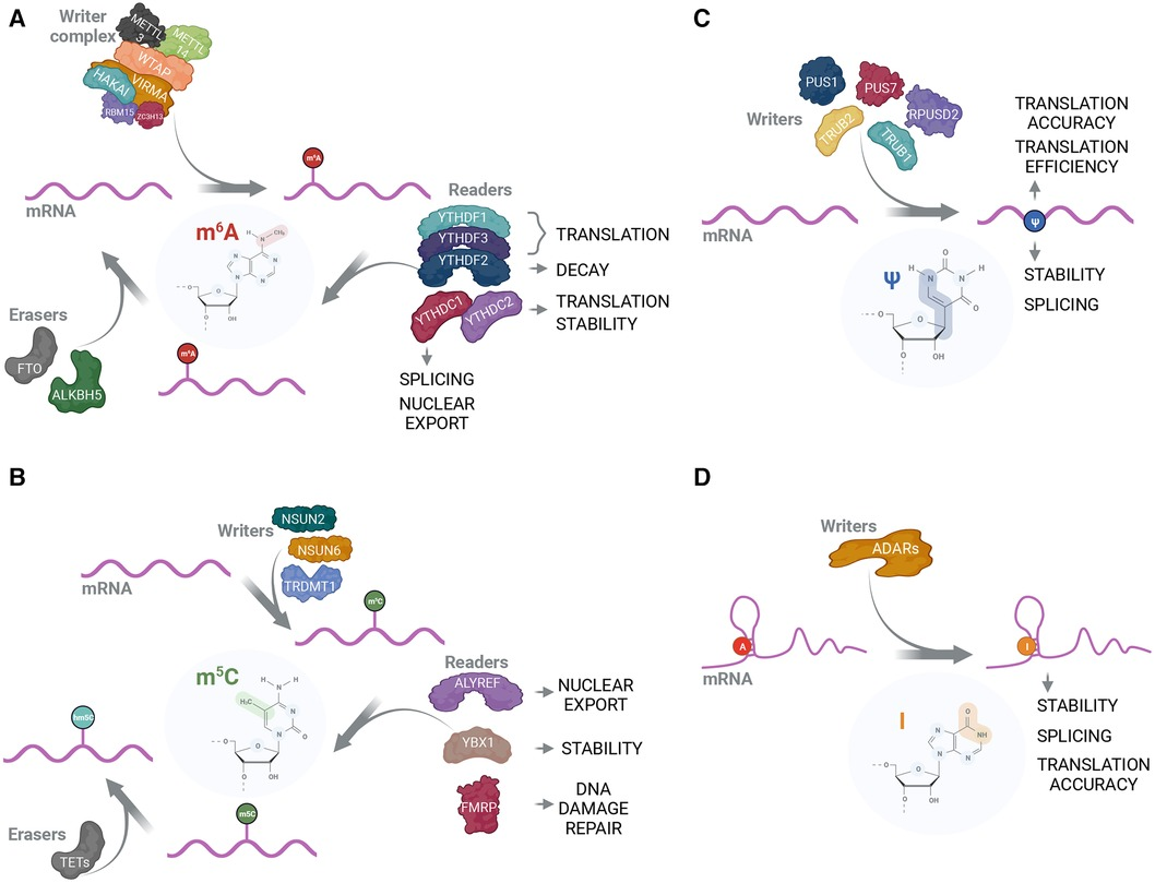 Frontiers | Do RNA modifications contribute to modulation of immune ...