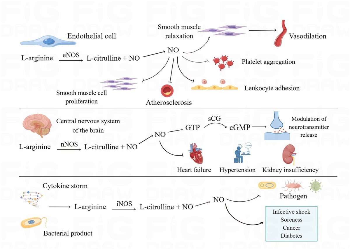 Frontiers | Inhaled nitric oxide: can it serve as a savior for COVID-19 and related respiratory ...