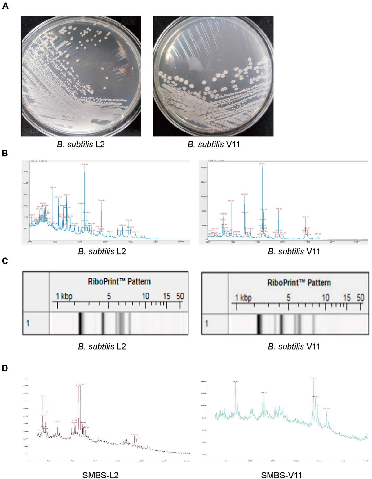 Frontiers | Secondary metabolites of Bacillus subtilis L2 show ...