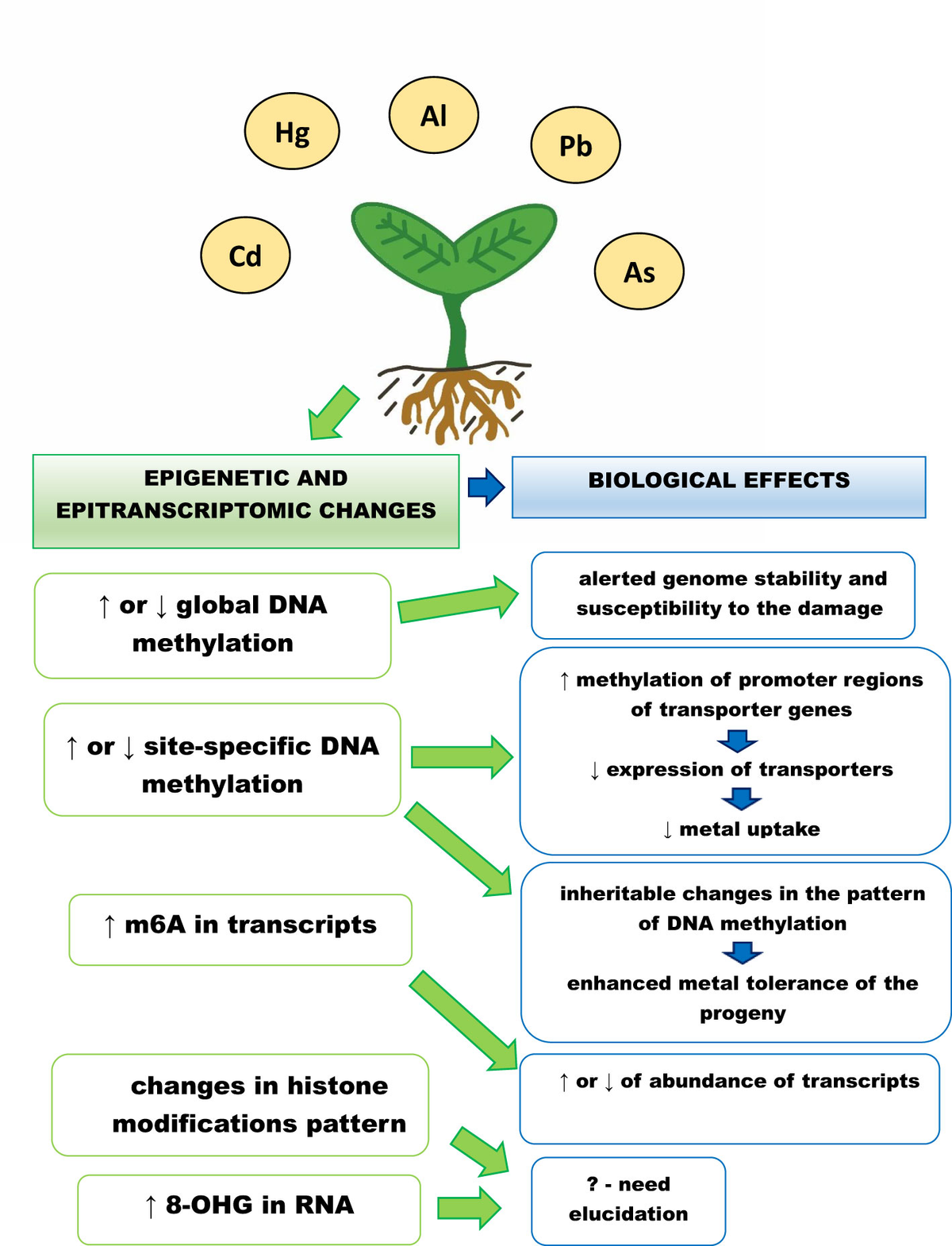 Frontiers | The role of epigenetic and epitranscriptomic modifications ...