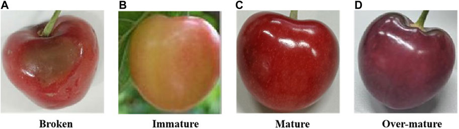 Frontiers | A Swin transformer and MLP based method for identifying ...