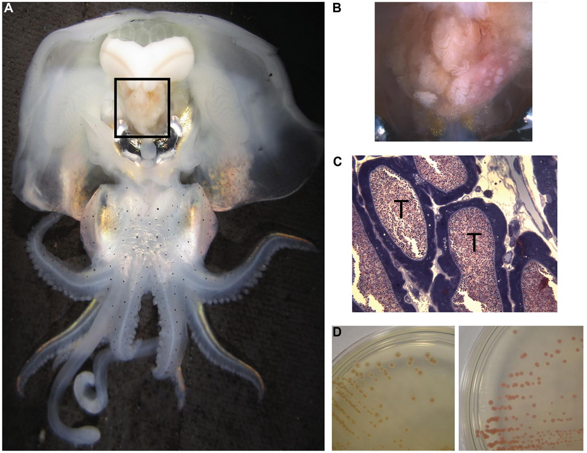 Frontiers | Comparative genomics of Roseobacter clade bacteria isolated ...