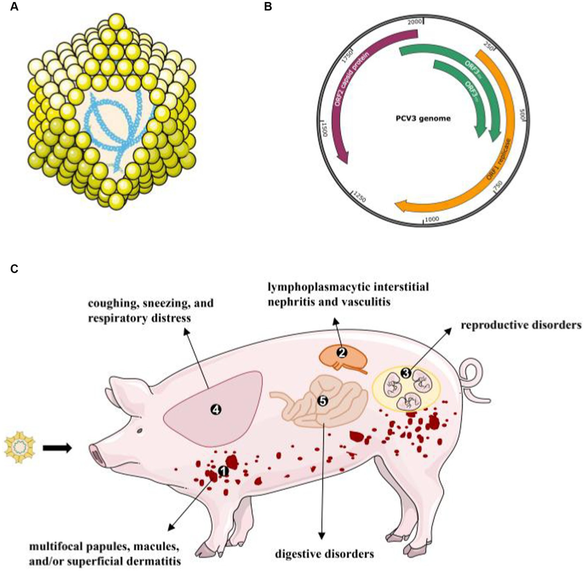Frontiers | Pathogenicity and immune modulation of porcine circovirus 3